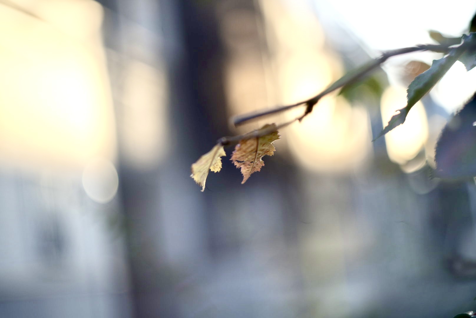 グルグルボケの世界へ。Helios 44–2 58mm f2（ヘリオス）｜レビュー＆作例 - くららのレンズ沼